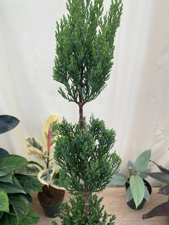 Topiary Trees, Triple Ball Blue Point Juniper – Eureka Farms