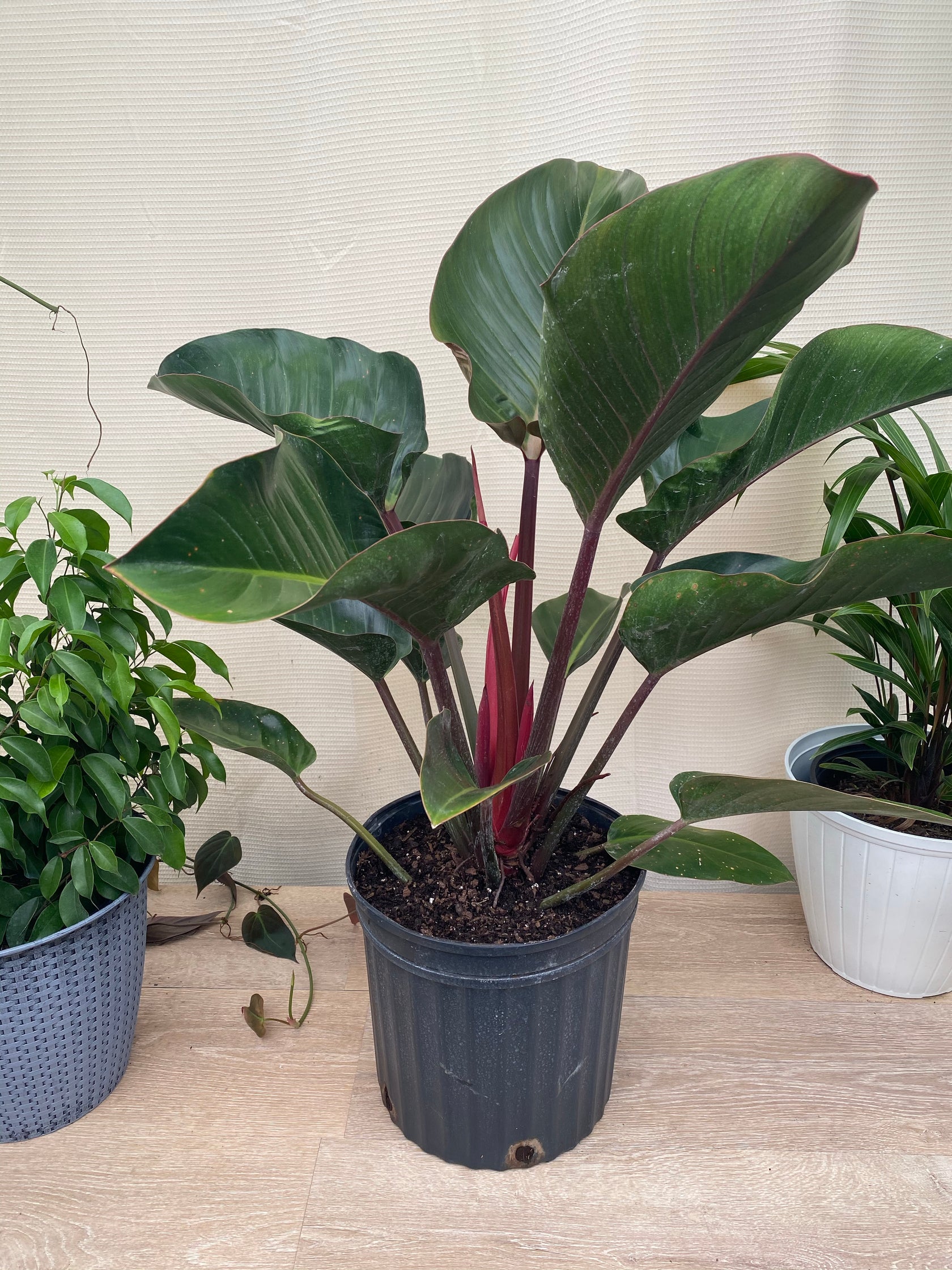 Philodendron Red Congo, Tropical Forest Plant – Eureka Farms