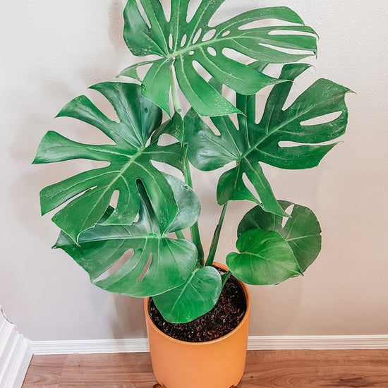 Monstera Deliciosa, Swiss Cheese – Eureka Farms