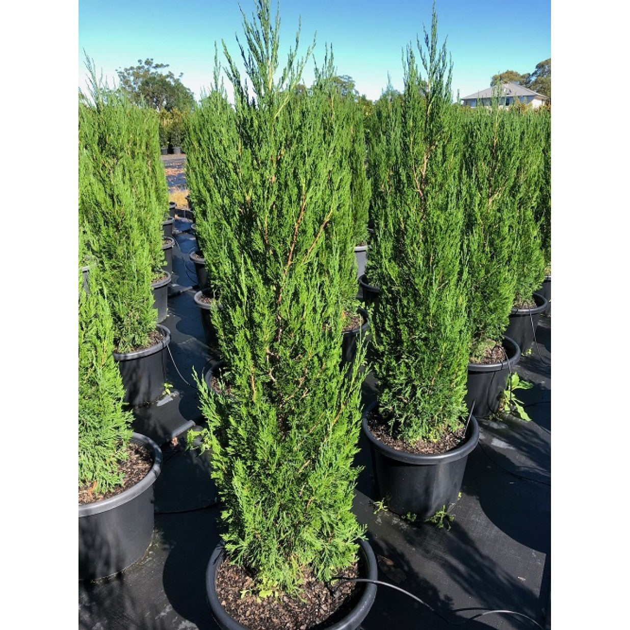 Buy Spartan Juniper Tree, Fast Growing Tree | Eureka Farms