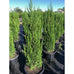 Buy Spartan Juniper Tree, Fast Growing Tree | Eureka Farms